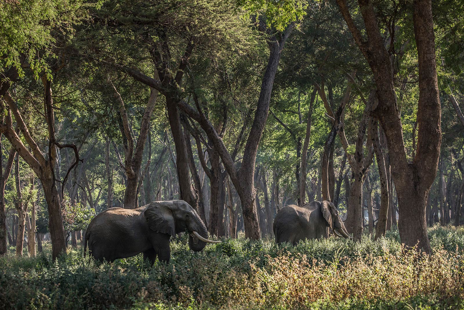 Lower Zambezi National Park | Hide & Seek Luxury Travel